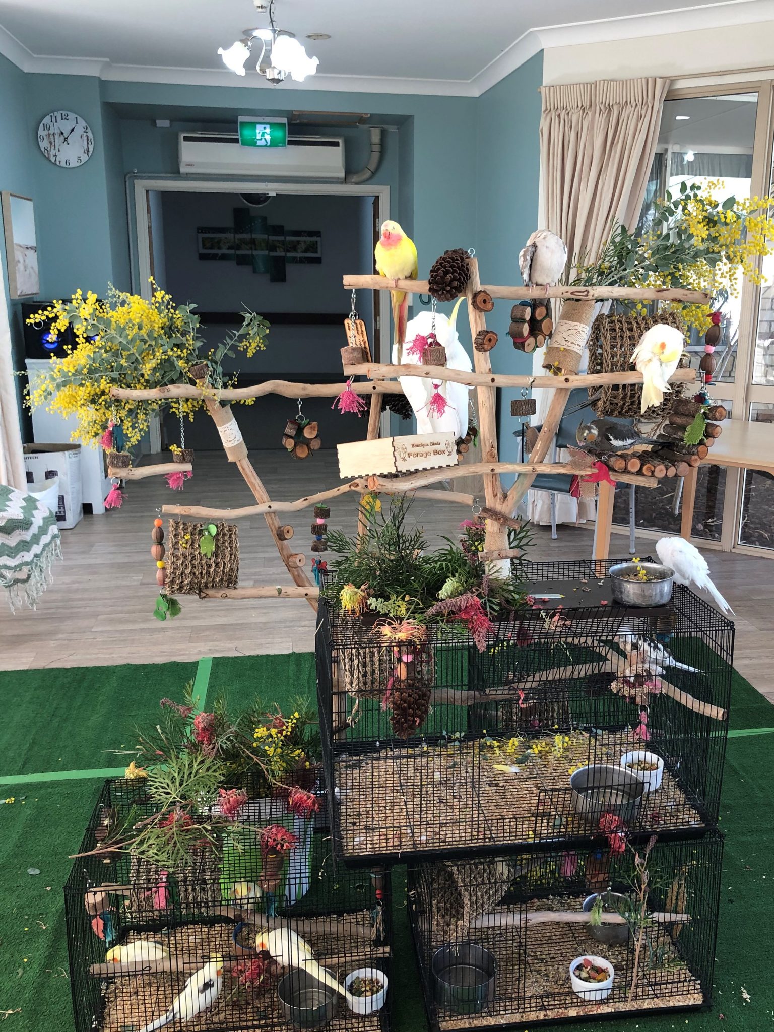 Boutique Birds Show At Peninsula | Beaumont Care