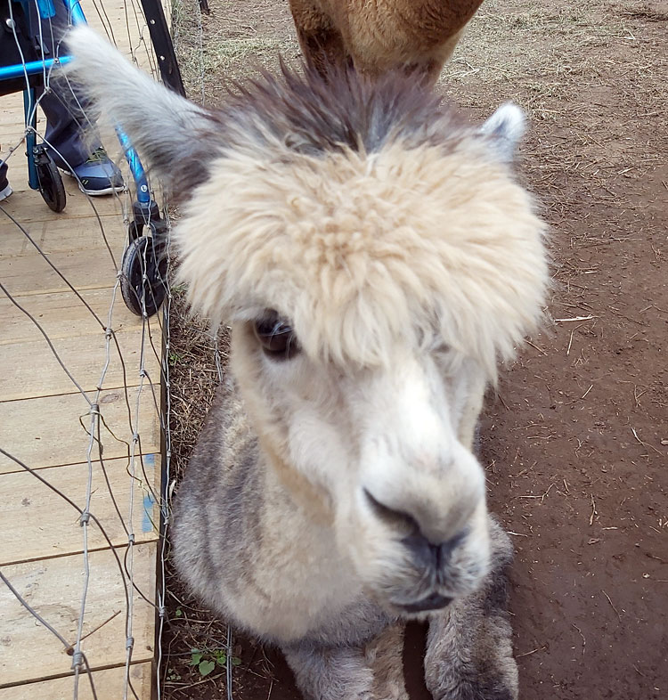 A Pack Of Alpacas! | Beaumont Care